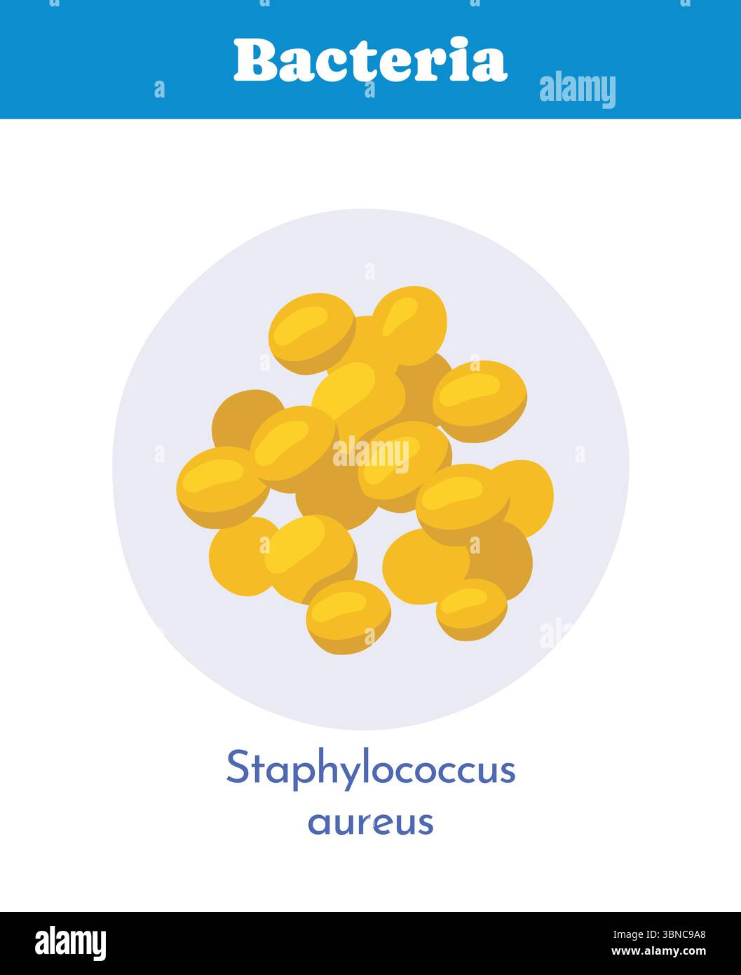 Staphylococcus aureus bacteria icon. Vector illustration Stock Vector ...