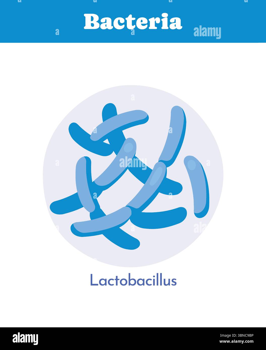 Lactobacillus bacteria vector graphic. Vector illustration Stock Vector ...