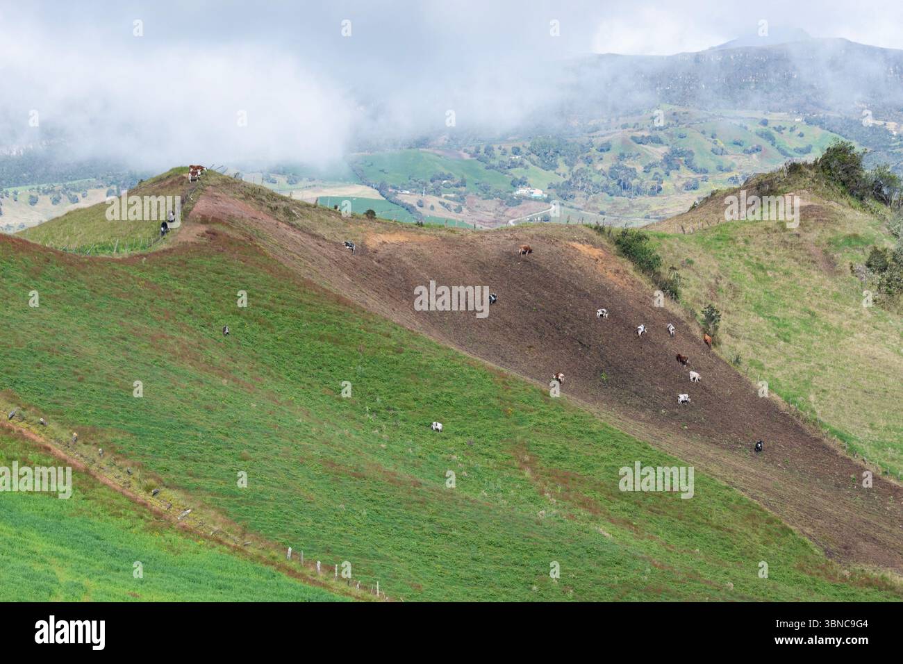 green colombian mountains countryside with cattle and crops Stock Photo ...