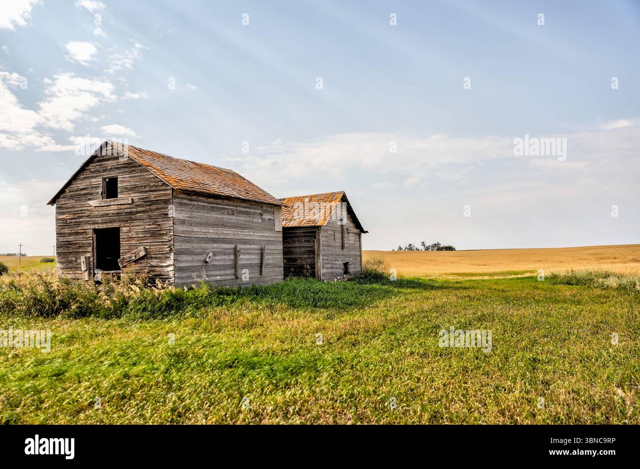 Cattle and rustic barn buildings in the Alberta countryside around Pine ...