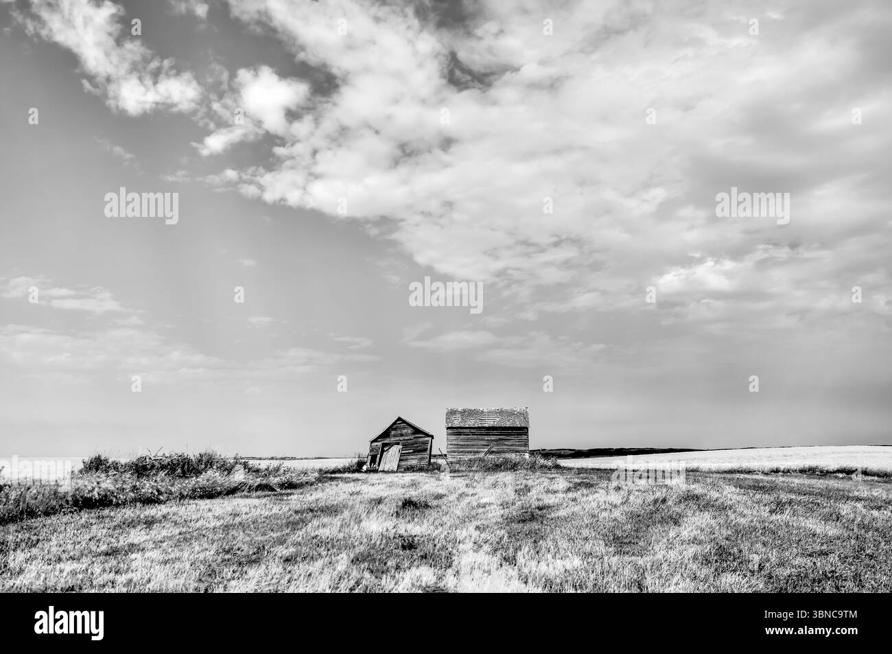 Cattle and rustic barn buildings in the Alberta countryside around Pine ...