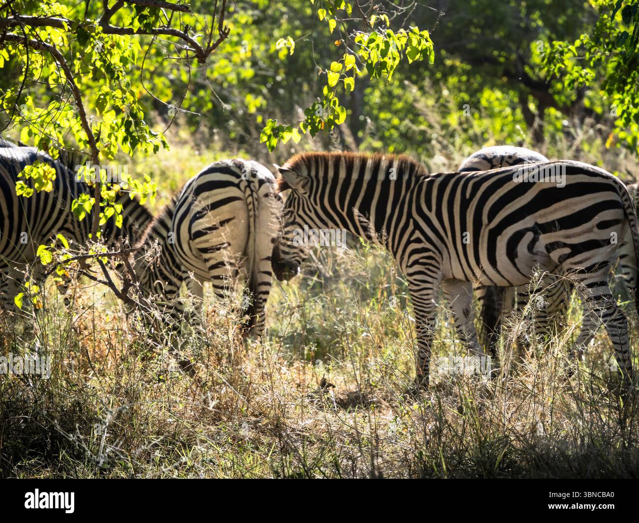 Plains zebras (Equus quagga) in foliage, Moremi Game Reserve, Okavango ...