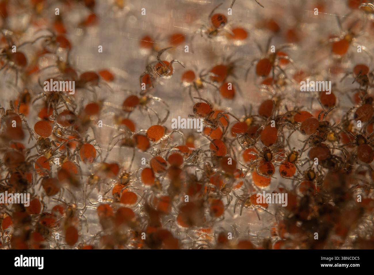 A rare glimpse into the birth of life: hundreds of baby spiders emerge ...