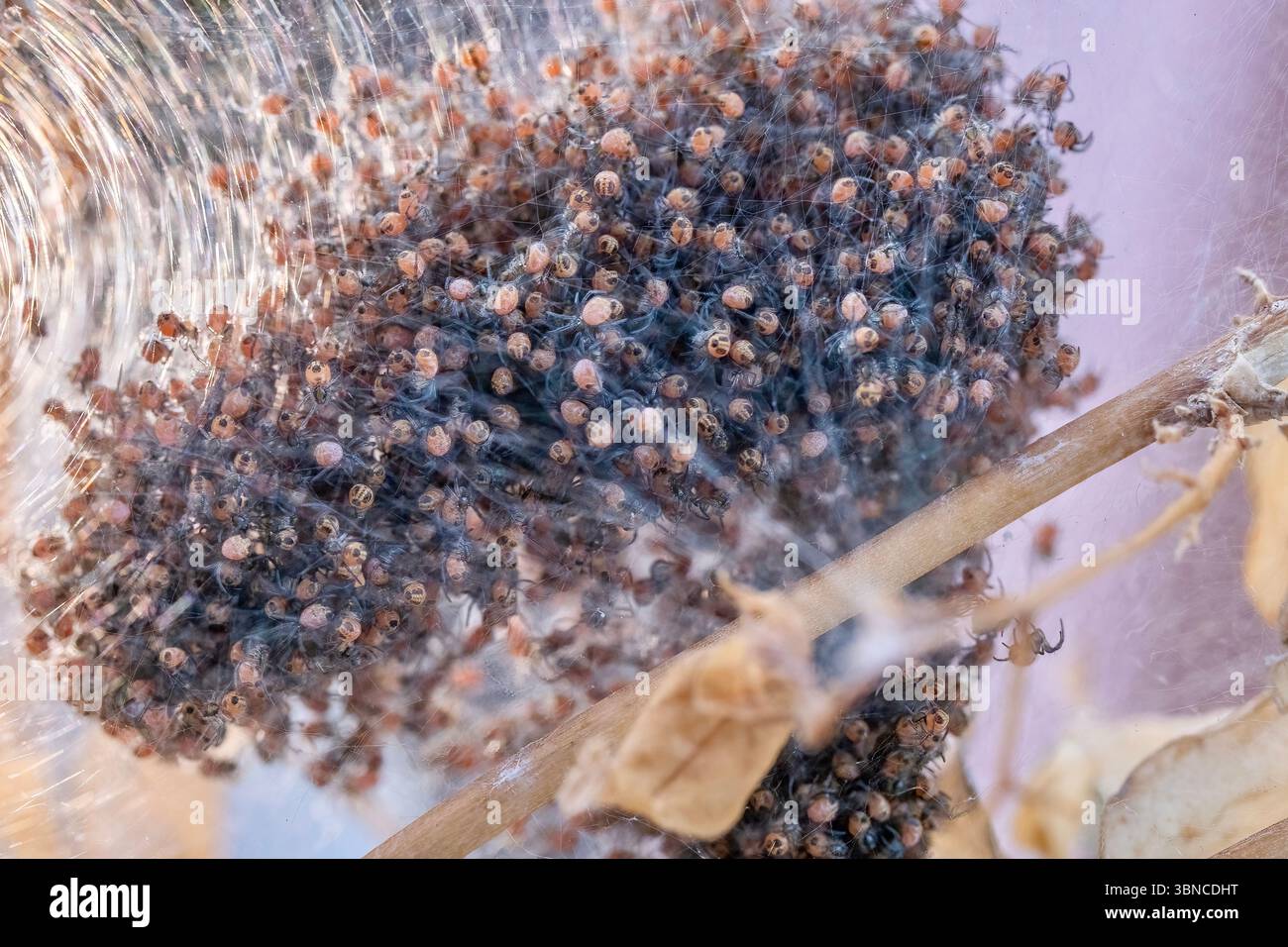 A rare glimpse into the birth of life: hundreds of baby spiders emerge ...