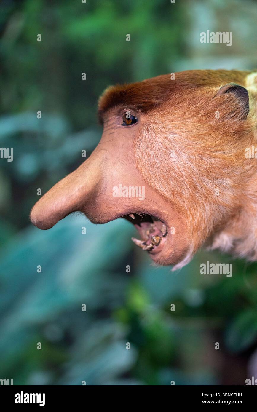 Model of a proboscis monkey (Nasalis larvatus). This species of Old ...