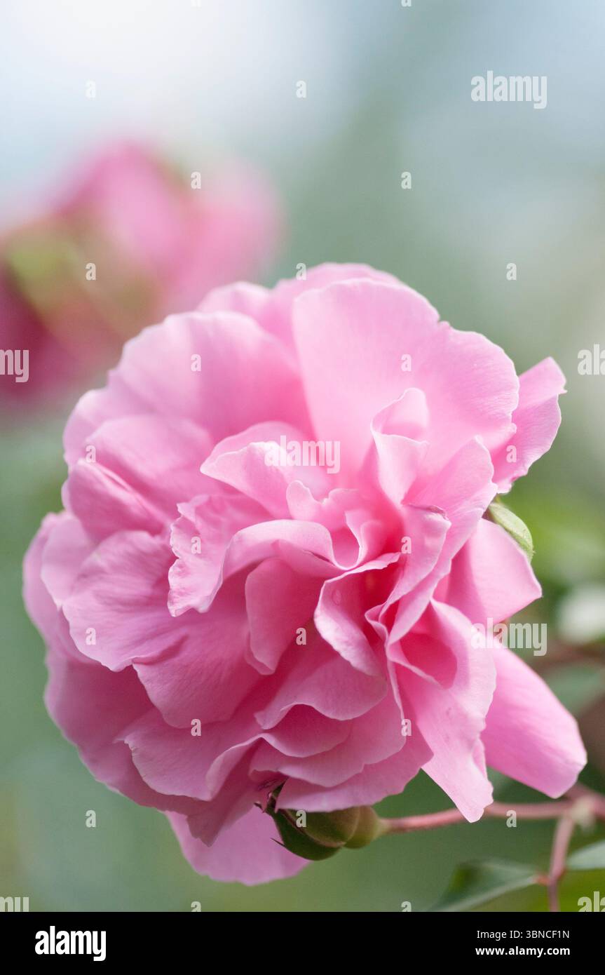 Hybrid rose (Rosa 'Bess Lovett') in bloom Stock Photo - Alamy