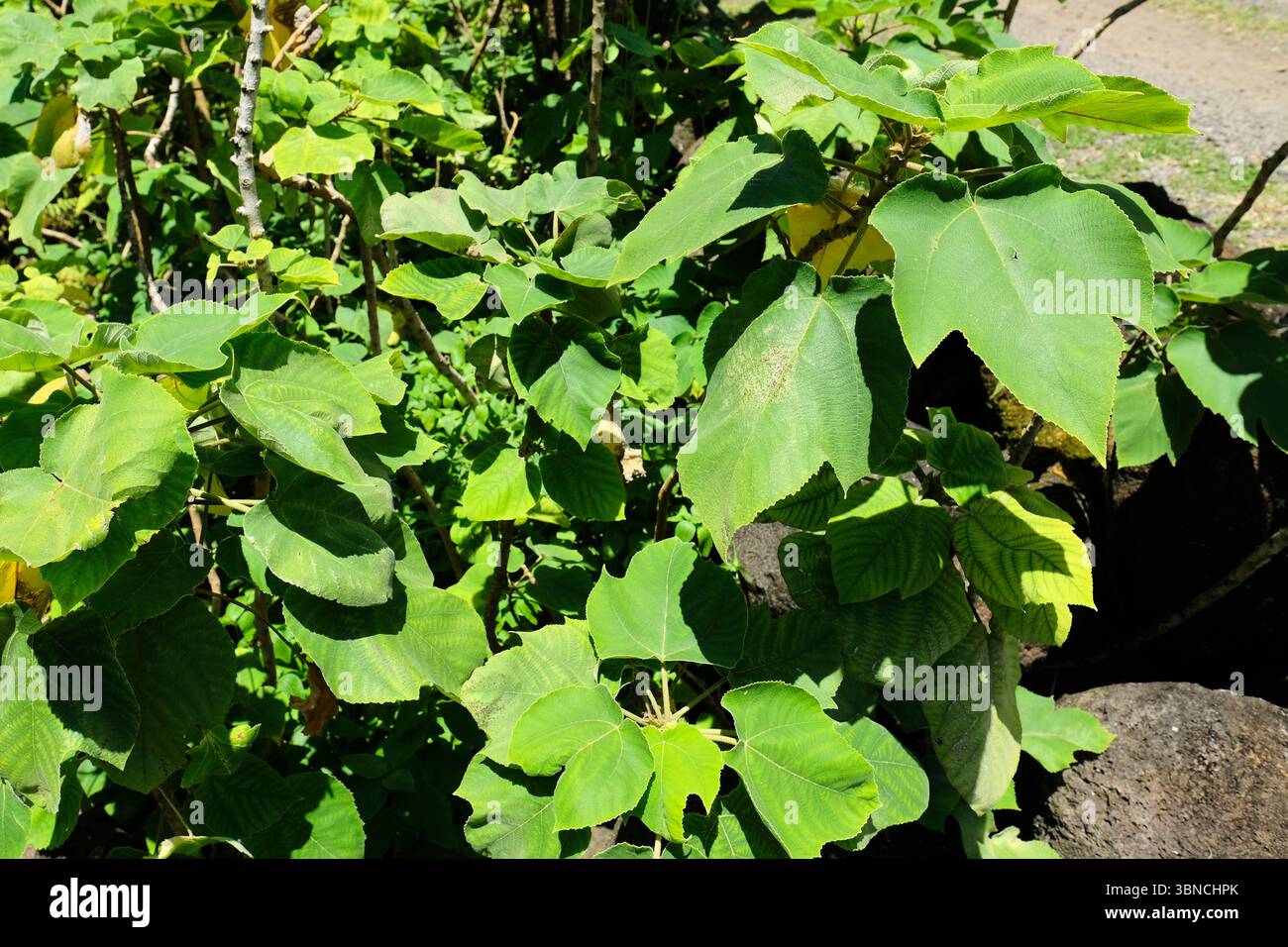 Papyrius papyrifera hi-res stock photography and images - Alamy
