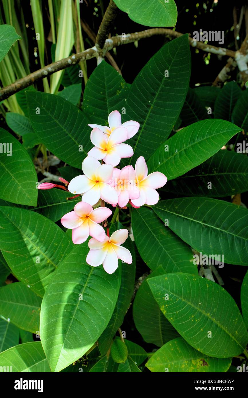 Melia lei flowers hi-res stock photography and images - Alamy