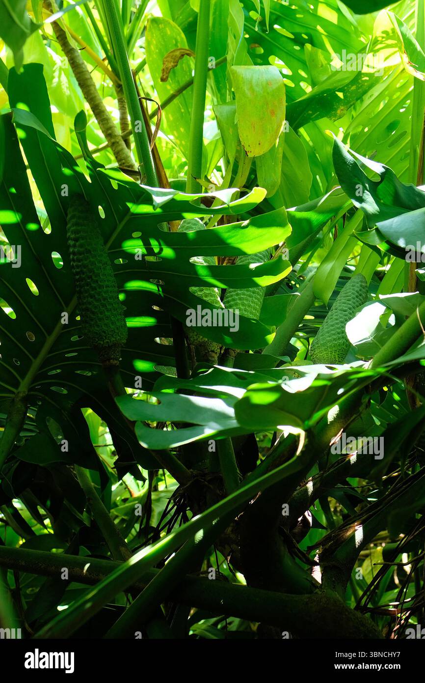 The edible fruit of the monstera deliciosa, or Swiss cheese plant ...