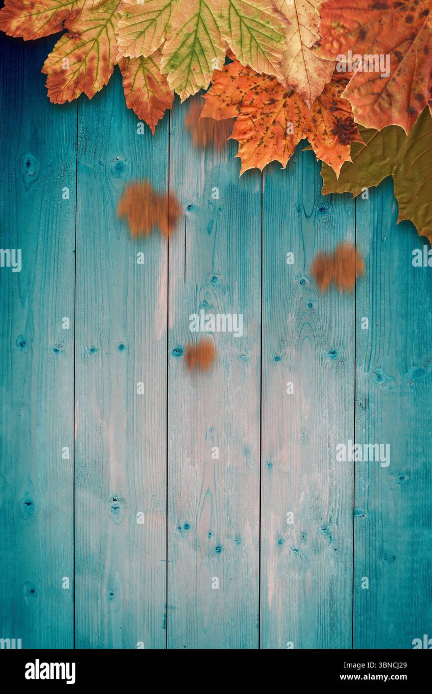 Autumn maple leaves are layering along top edge in flat design, with ...