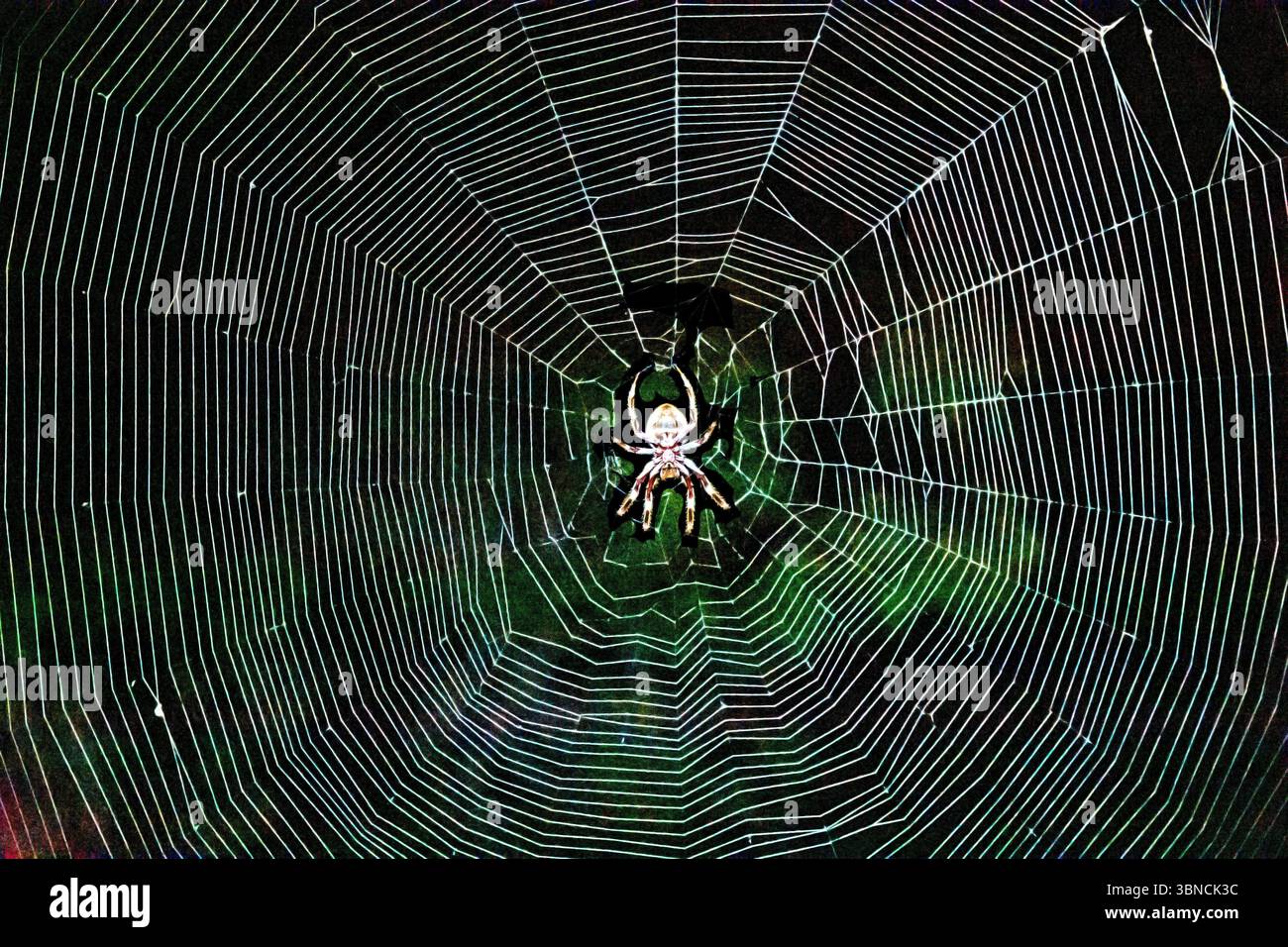 Underside of Australian Garden Orb Weaving Spider, Eriophora ...