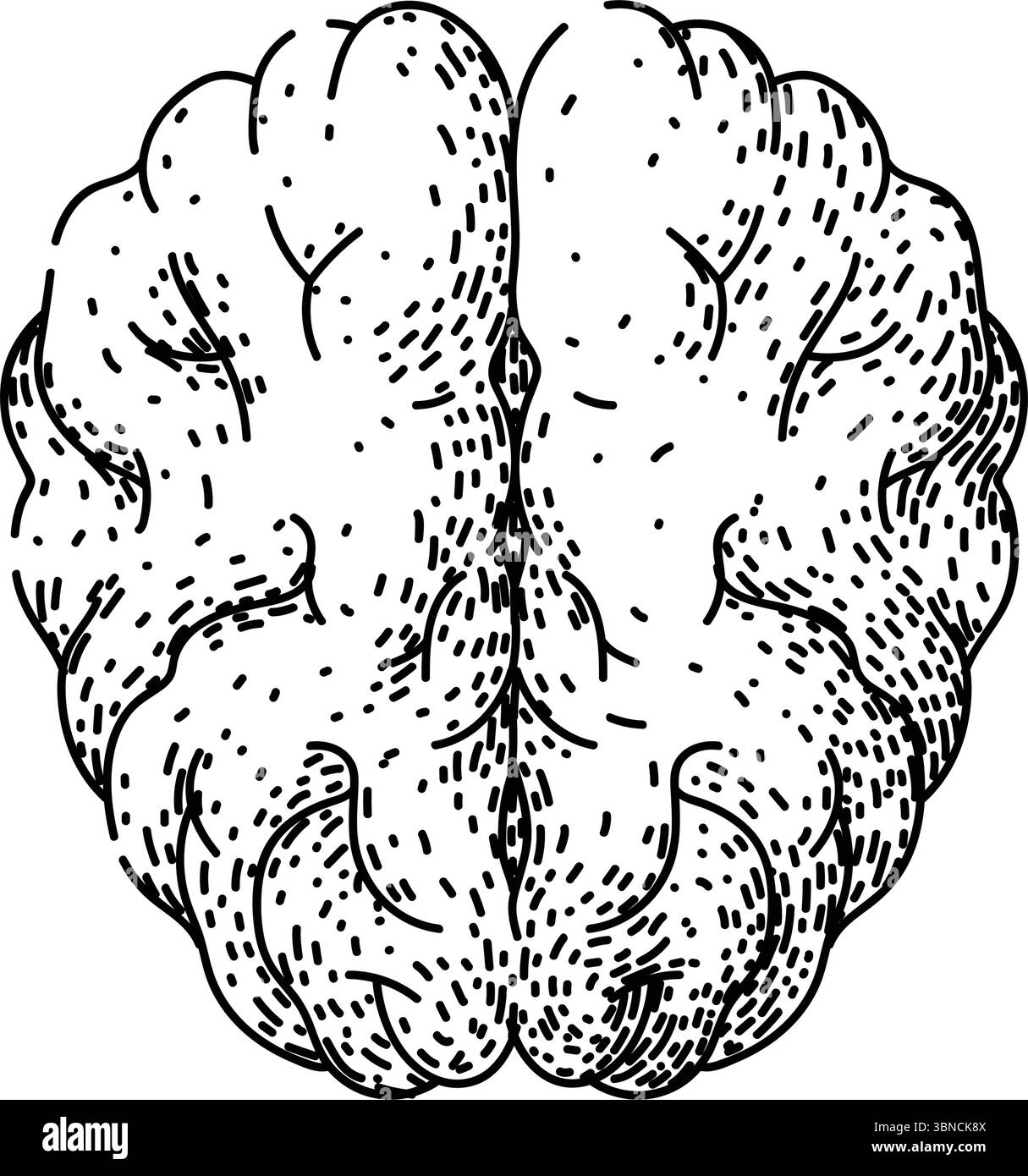 synapse brain sketch hand drawn vector Stock Vector Image & Art - Alamy