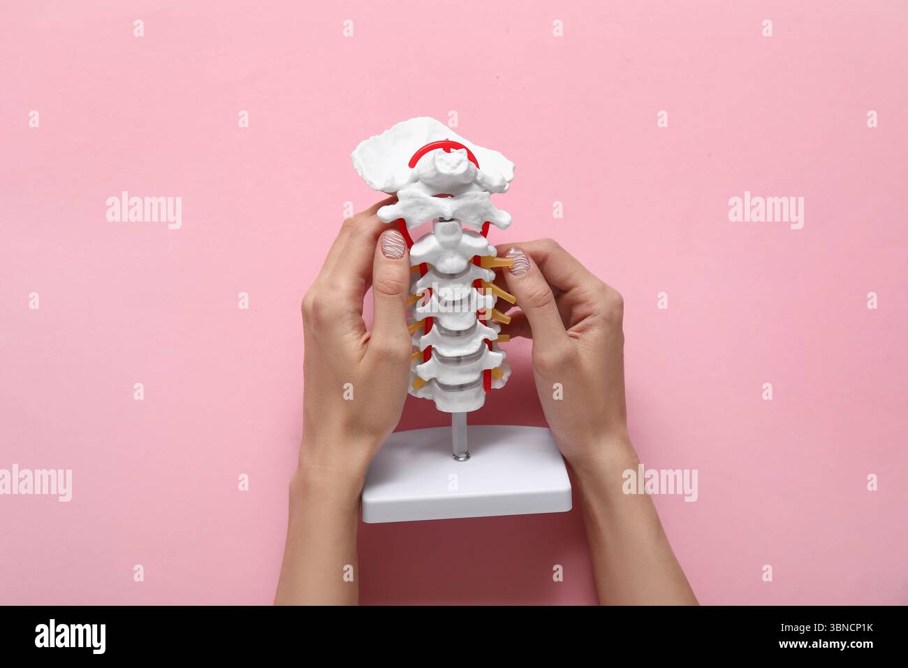 Hands on spine model hi-res stock photography and images - Alamy