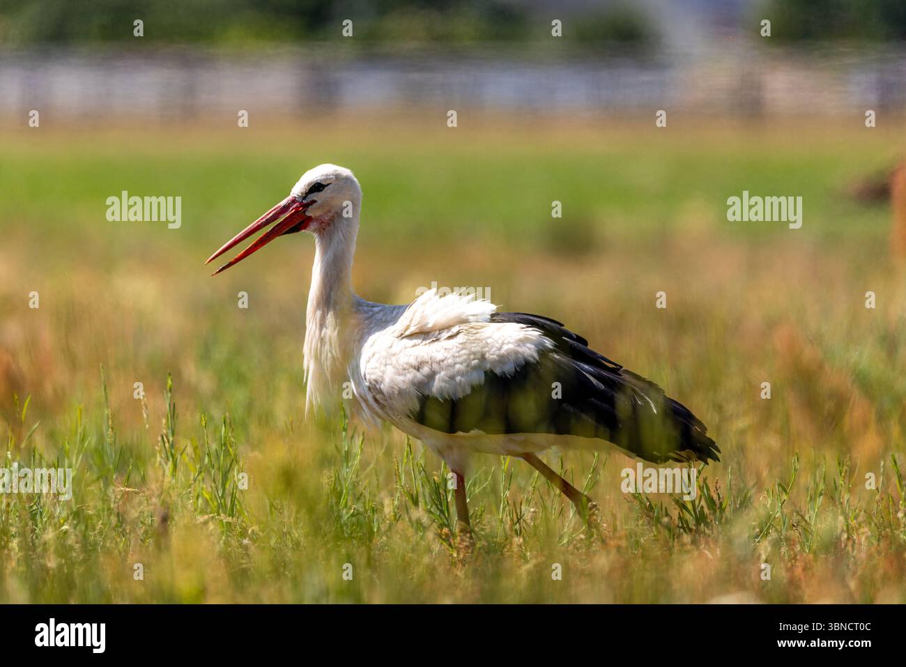 Storch auf der wiese hi-res stock photography and images - Alamy