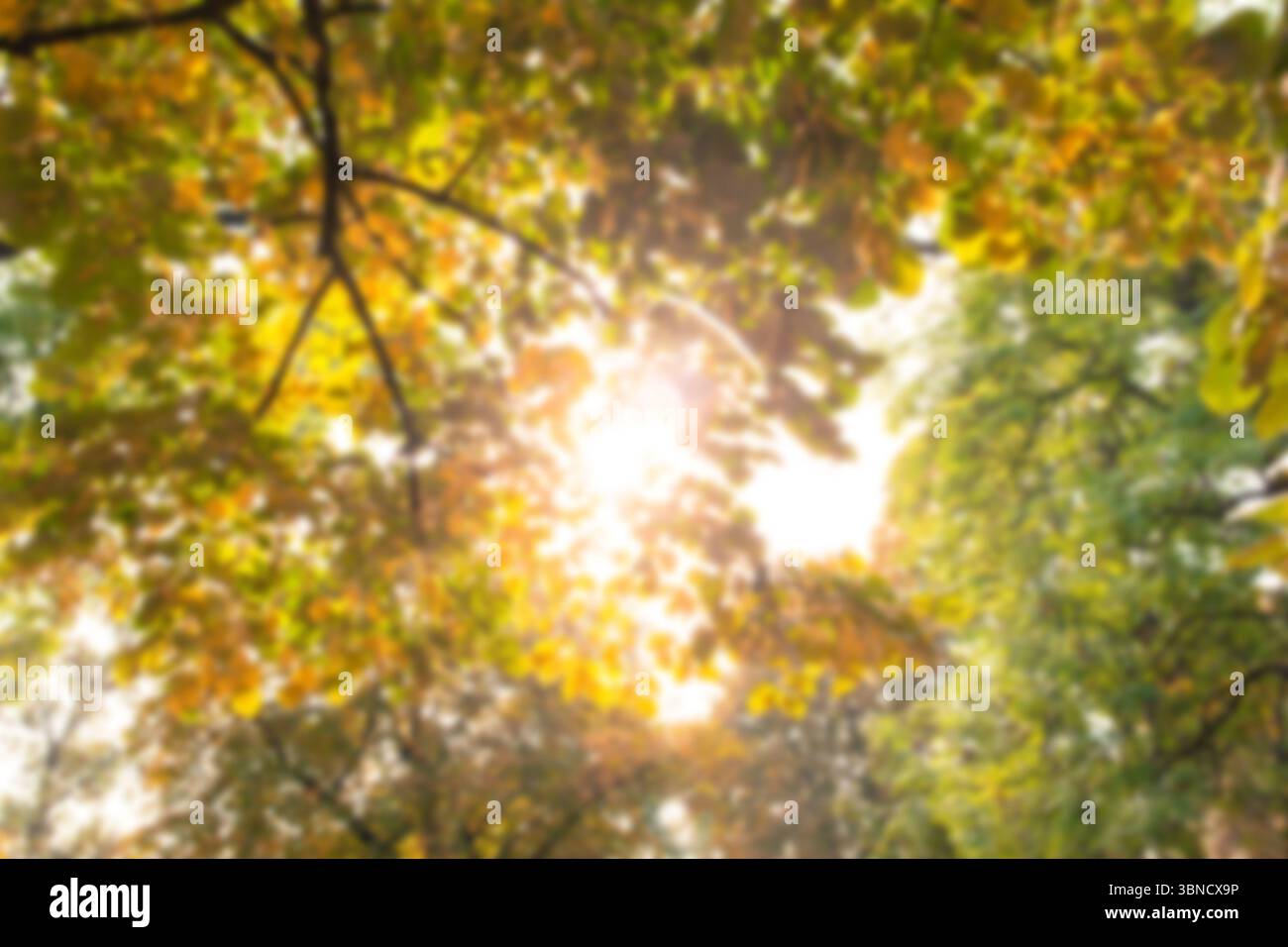 Sunlight back lit hi-res stock photography and images - Alamy