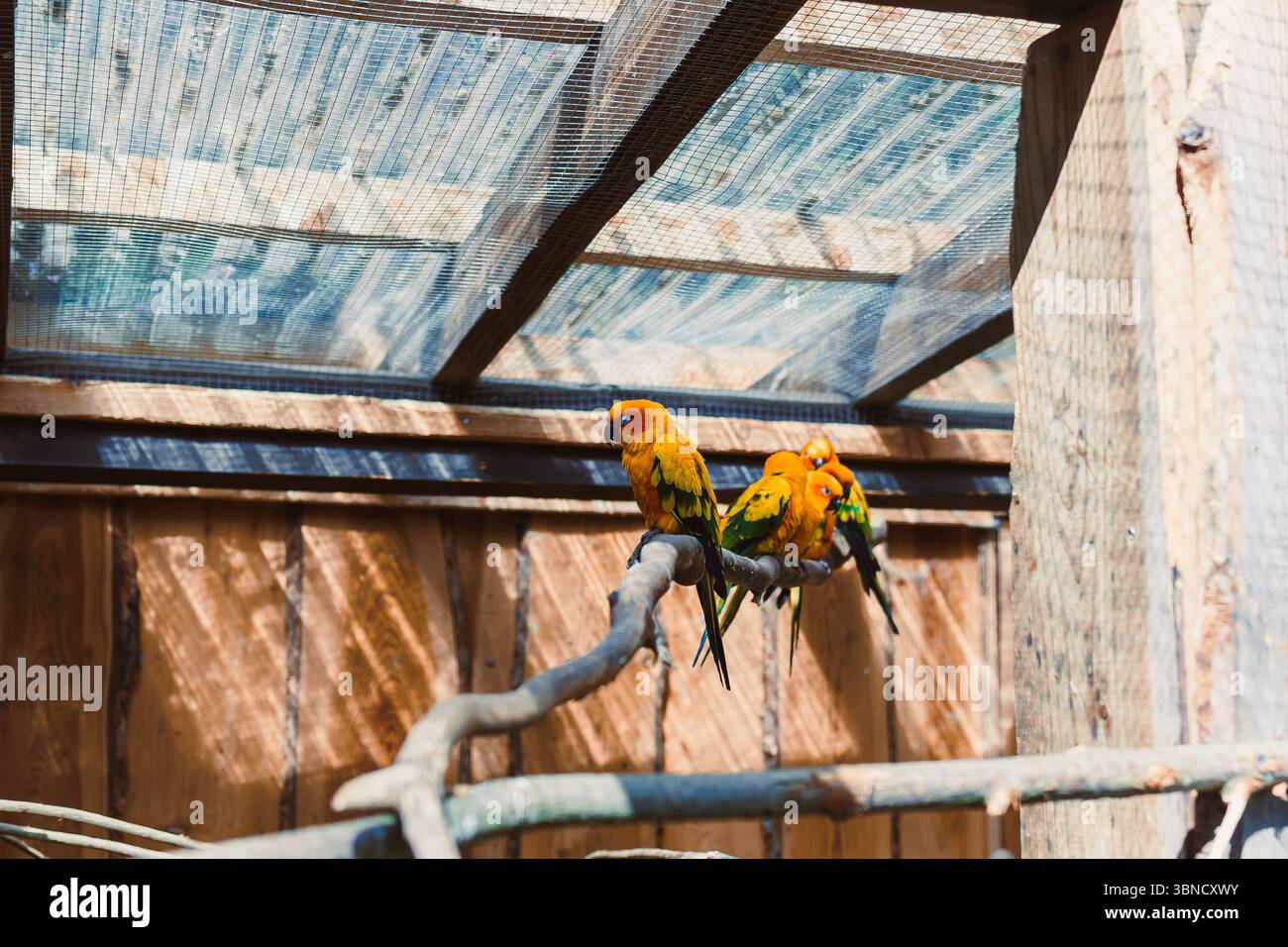 In a lovely aviary, two colorful sun conures rest on a branch ...