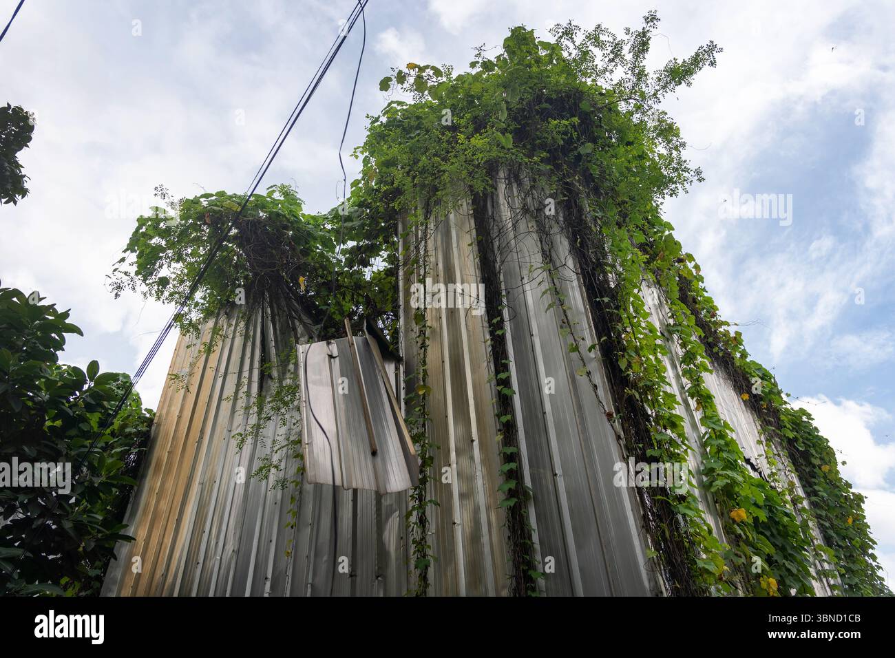 Building covered in vines and leaves, giving it a wild and untamed ...