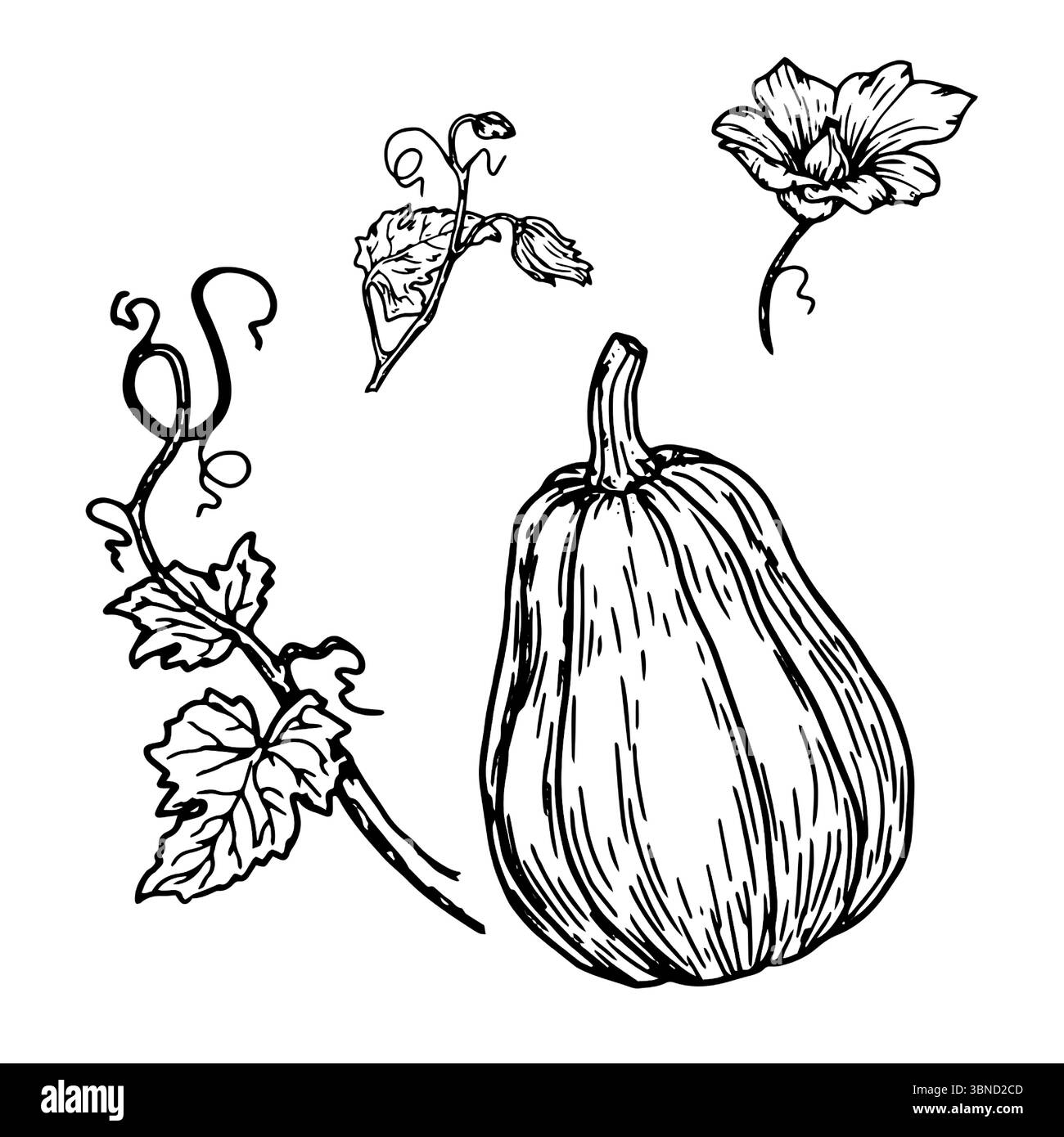 Pumpkin, pumpkin flower and twig with green leaves, set, black and ...