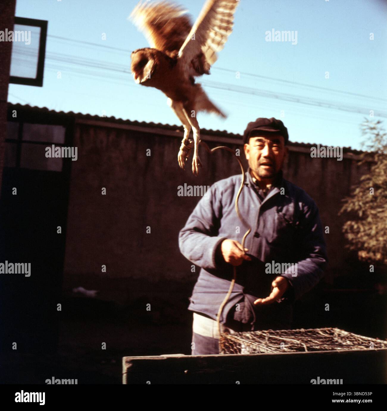 1980s China Owl Trainer Releasing Tethered Barn Owl Stock Photo - Alamy