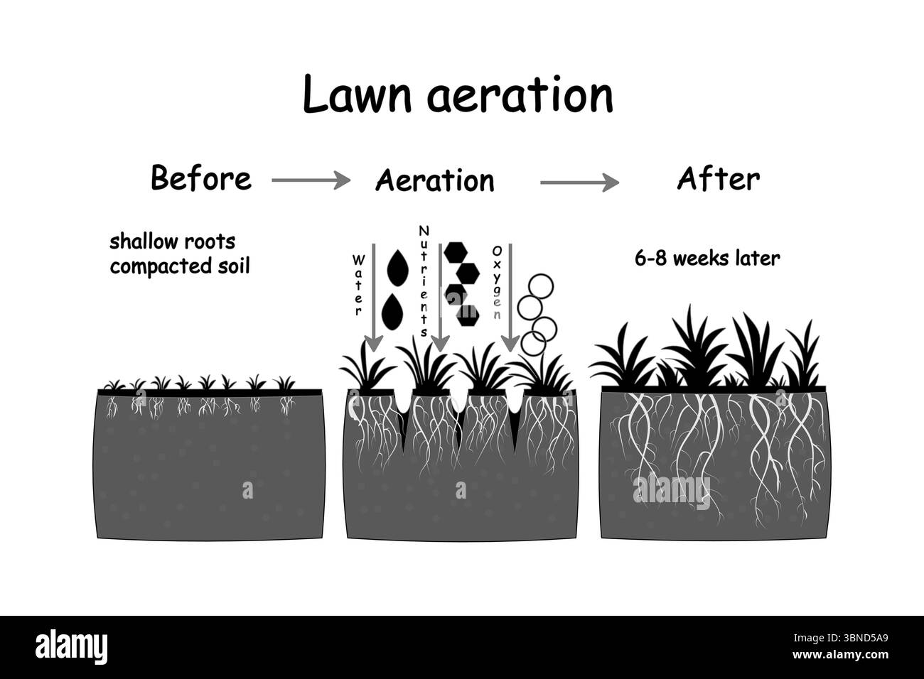Lawn aeration stage illustration. Before and after aeration. Gardening ...