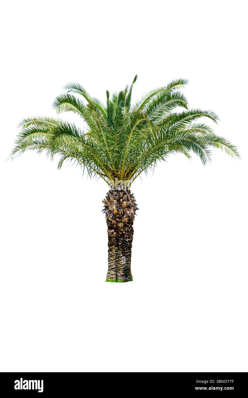 Tropical palm tree isolated on a clean white background. Perfect for ...