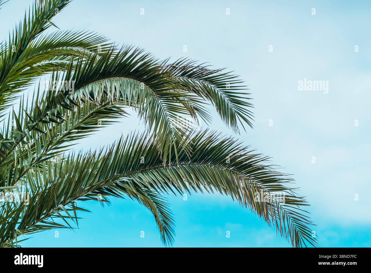 Wind tree branches in slow hi-res stock photography and images - Alamy