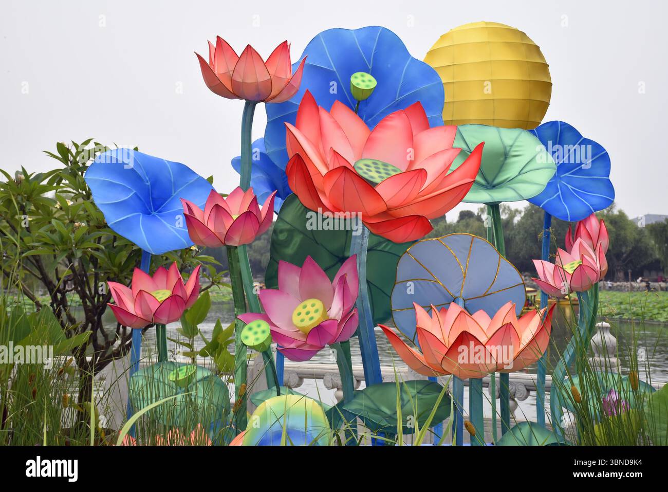 Red lotus flowers burst into bloom at Beihai Park in Beijing, China, 28 ...