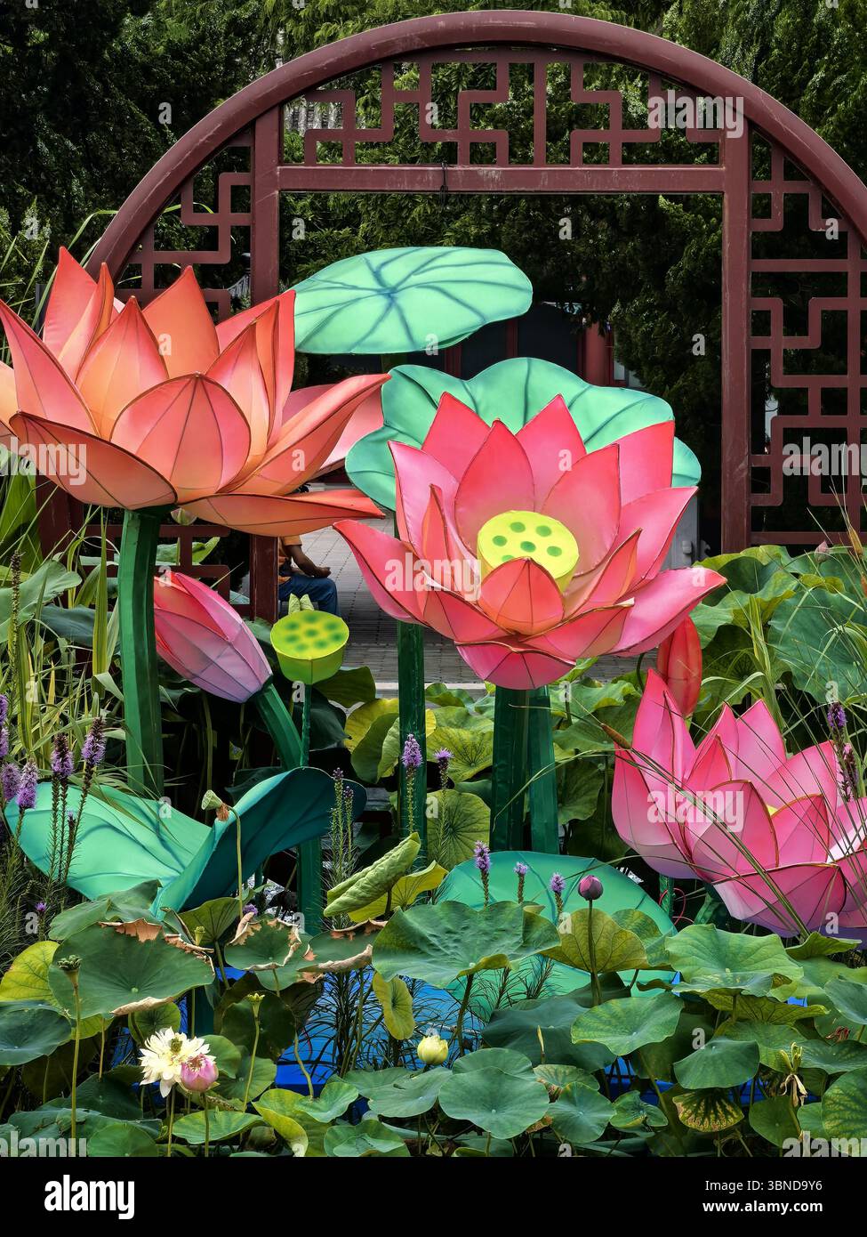 Red lotus flowers burst into bloom at Beihai Park in Beijing, China, 28 ...