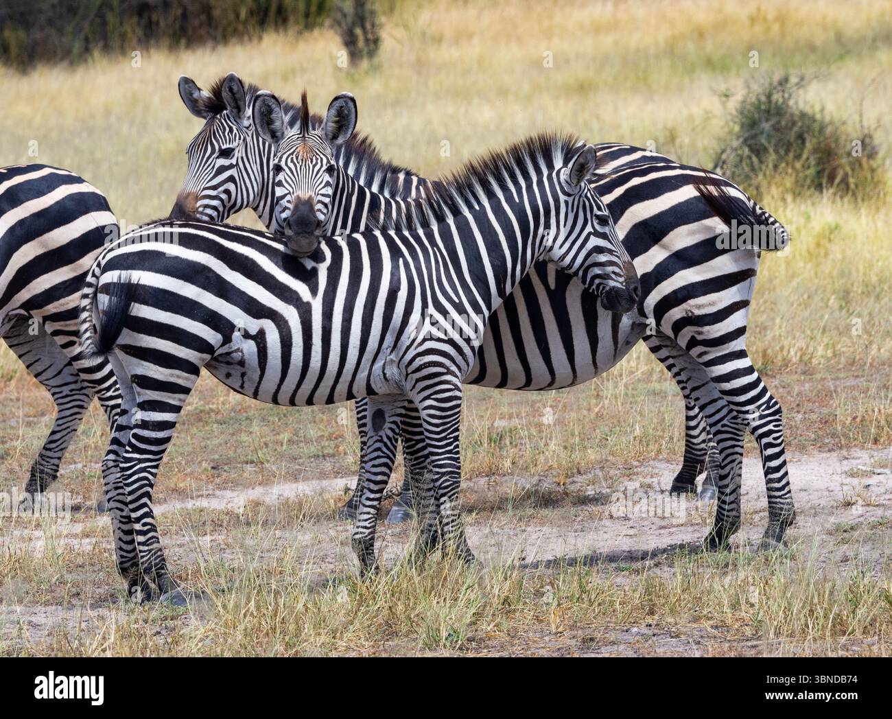 Zebras live in small family herds with a stallion and several mares ...