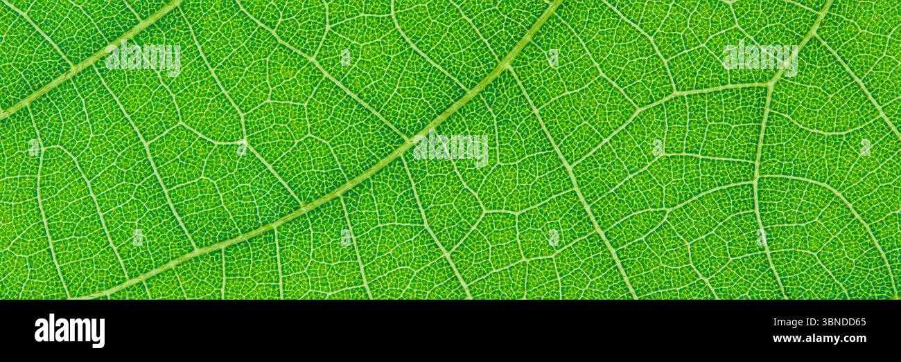 horizontal green leaf texture for pattern and background Stock Vector ...