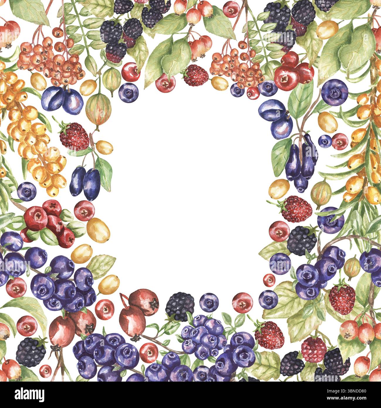 Watercolor Frame Illustration of Sea Buckthorn, blueberry, cranberry ...
