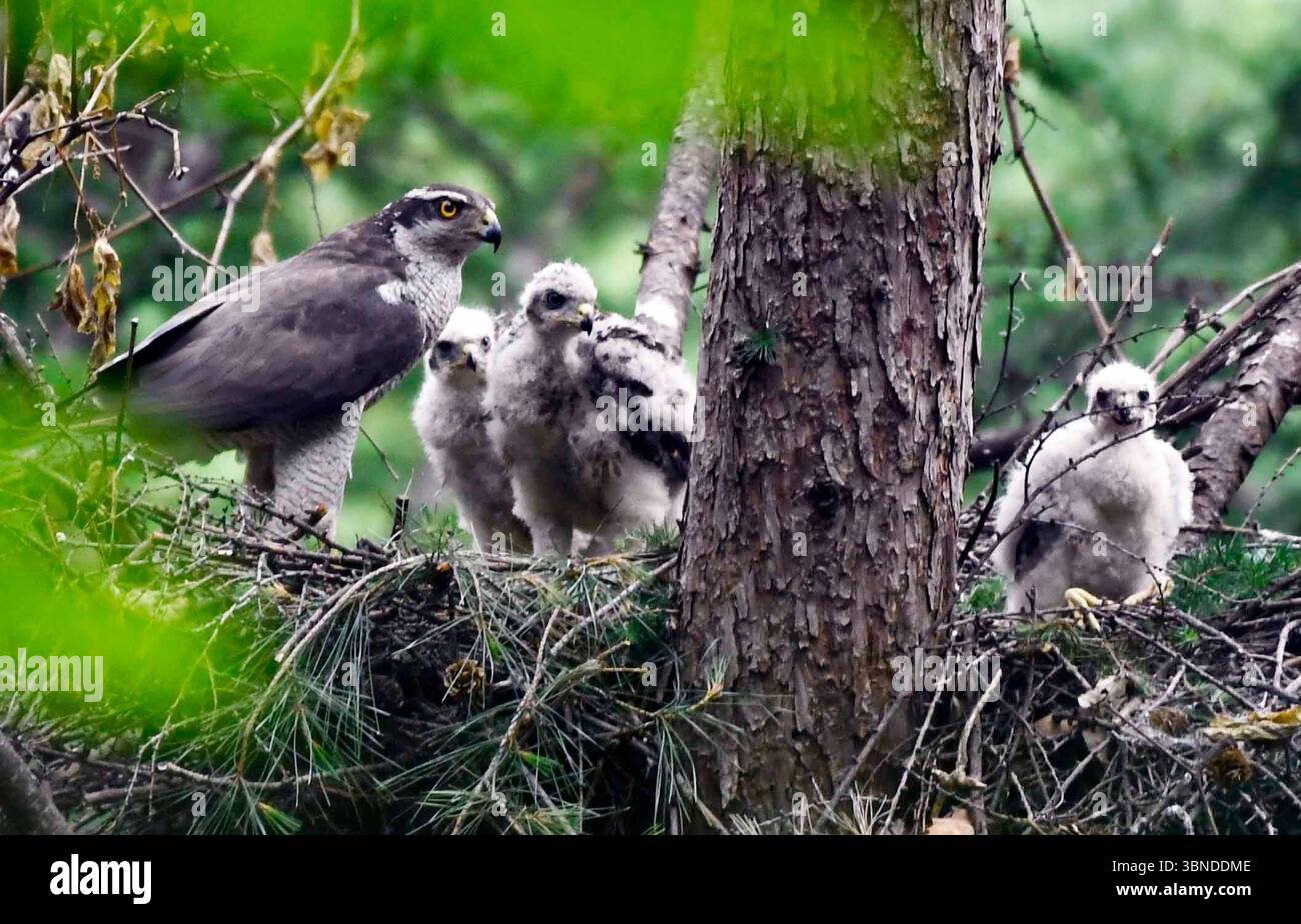Bird life in South Korea Goshawk with chicks in the forests of Dong ...