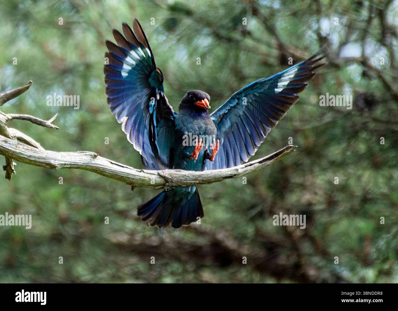 Bird life in South Korea A Broad-billed roller returns to its nest with ...