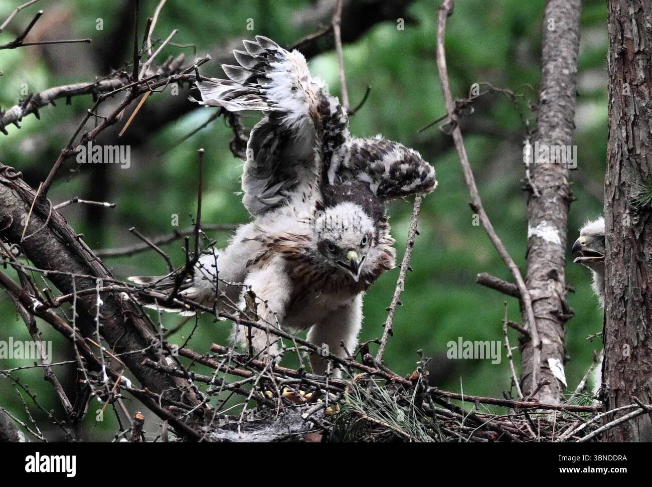 Bird life in South Korea Goshawk with chicks in the forests of Dong ...