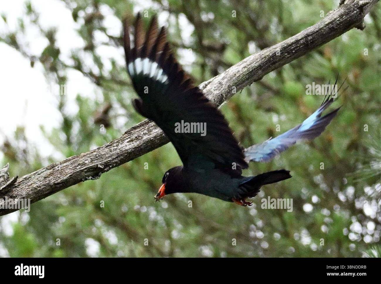 Bird life in South Korea A Broad-billed roller returns to its nest with ...