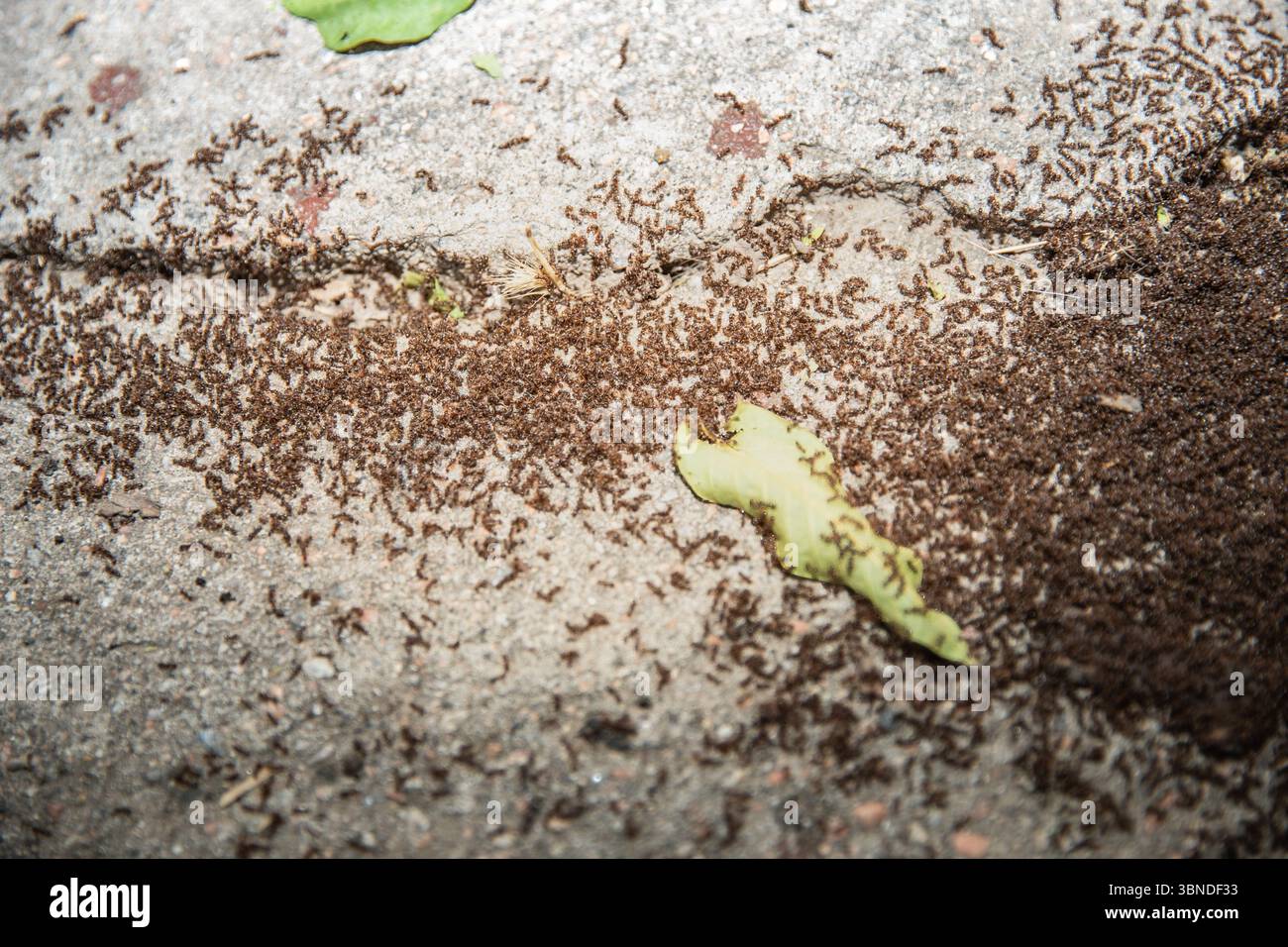 Macro view of a large swarm of ants moving on concrete pavement ...