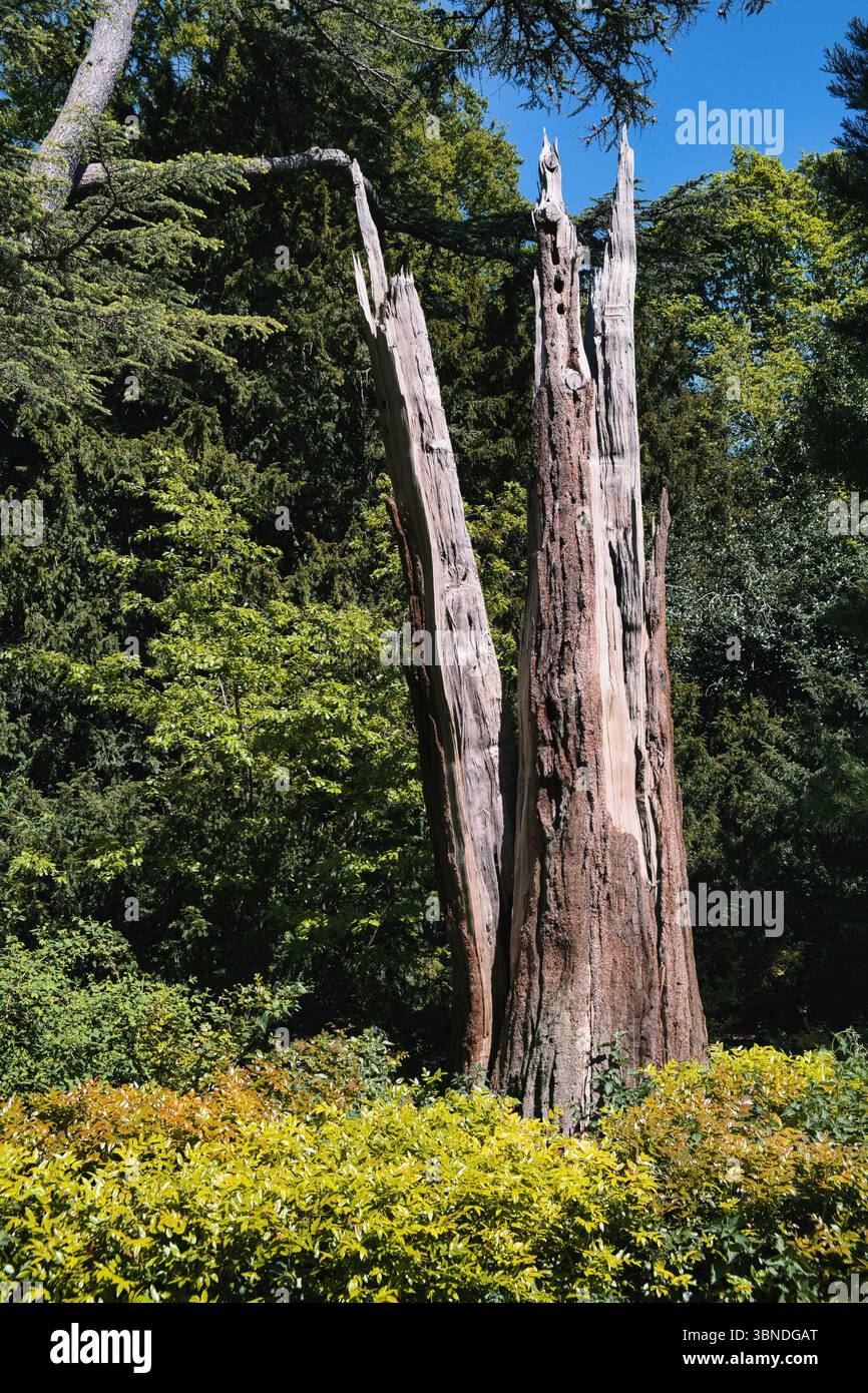 A giant Redwood tree remains standing despite having been struck by ...