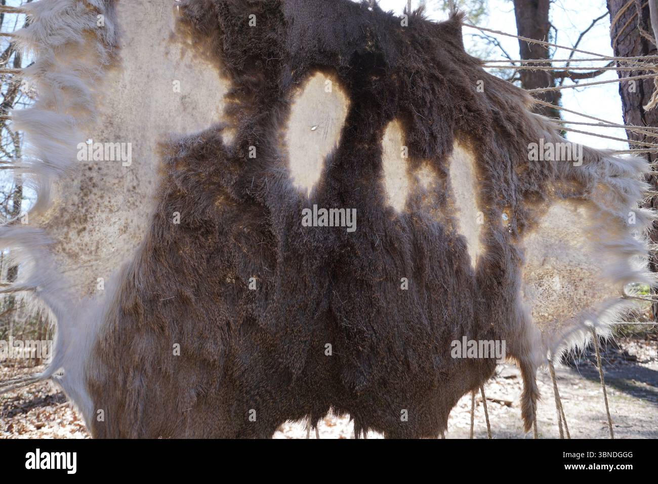 Traditional Native American Crafts: Brown deer hide, or fur, tanning in ...