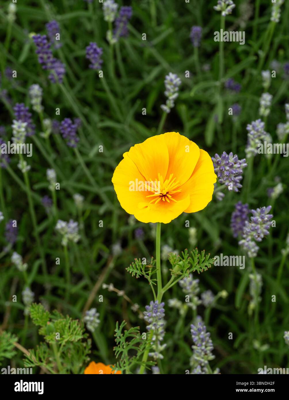 California Poppy (Eschscholzia californica) with lavender flowers ...