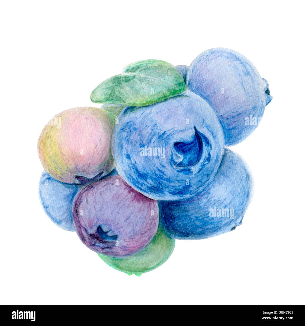 Blueberry berries of different shades, macro, highlighted on a white ...