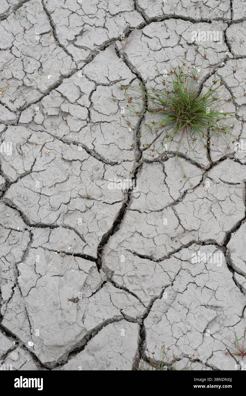 Cracks in mud dried hi-res stock photography and images - Alamy