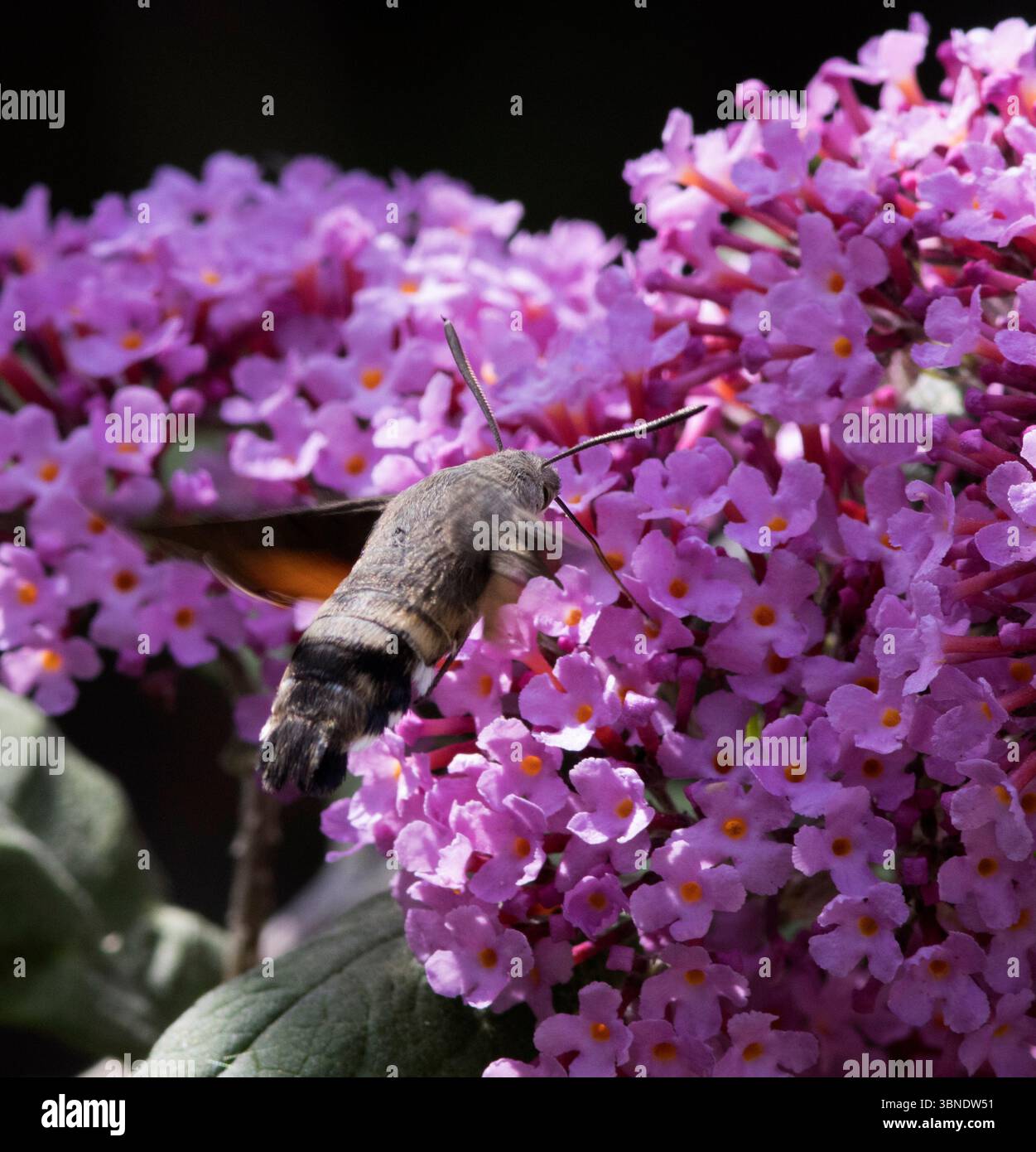 Hummingbird Hawk Moth Macroglossum stellatarum Hovering over Pink ...