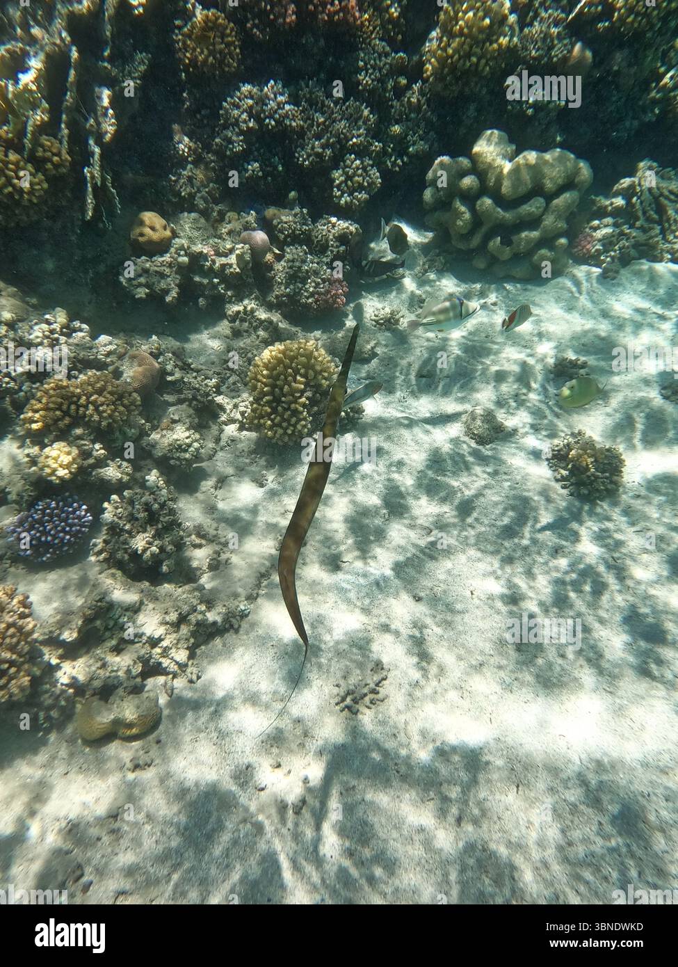 Red Sea, Hurghada, Egypt Stock Photo - Alamy