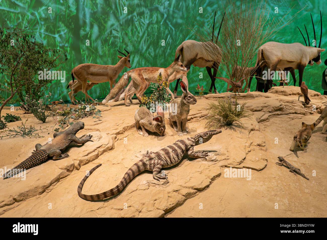 The fauna of Qatar and the United Arab Emirates. national museum of ...