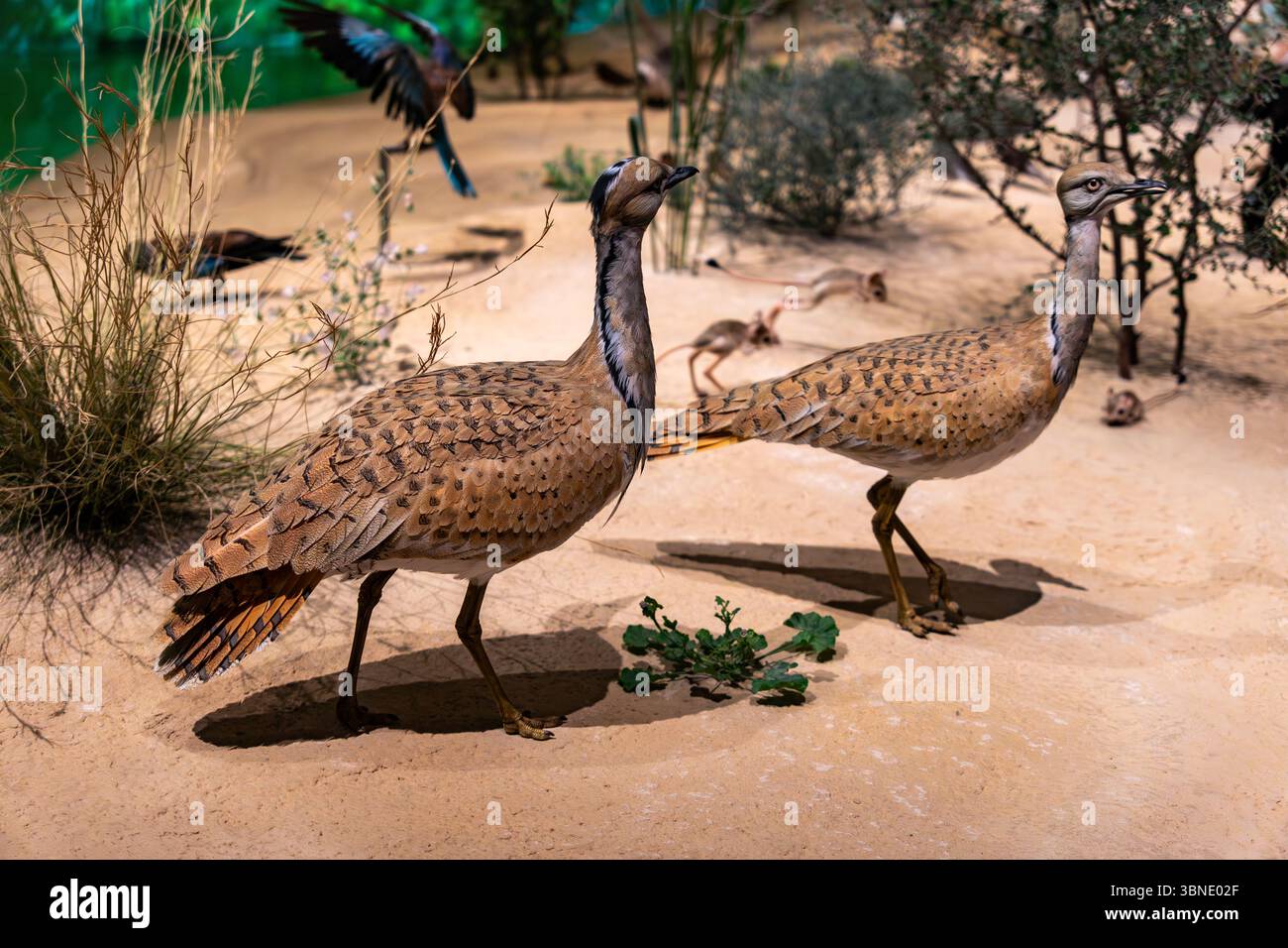 The rare MacQueen's bustard (Chlamydotis macqueenii) at Cholistan ...