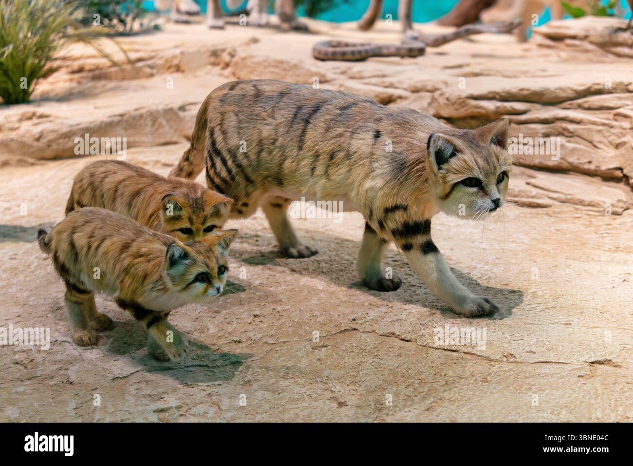 Sand cat Felis margarita in close view. a family of cats mother and ...