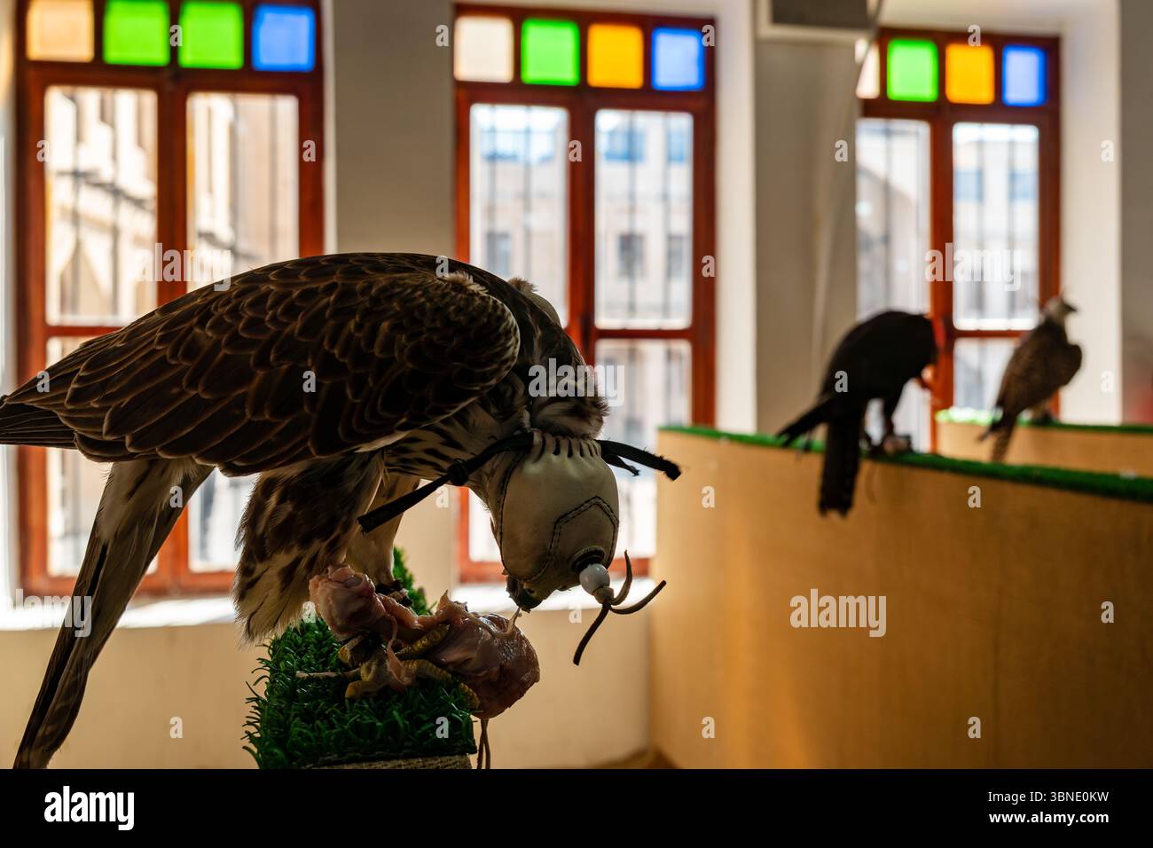 Doha, Qatar: Portrait of a falcon at Katara International Hunting and ...