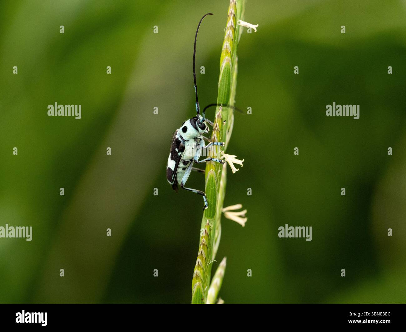 An invasive speckled long-horned beetle, Paraglenea fortunei, rests on ...