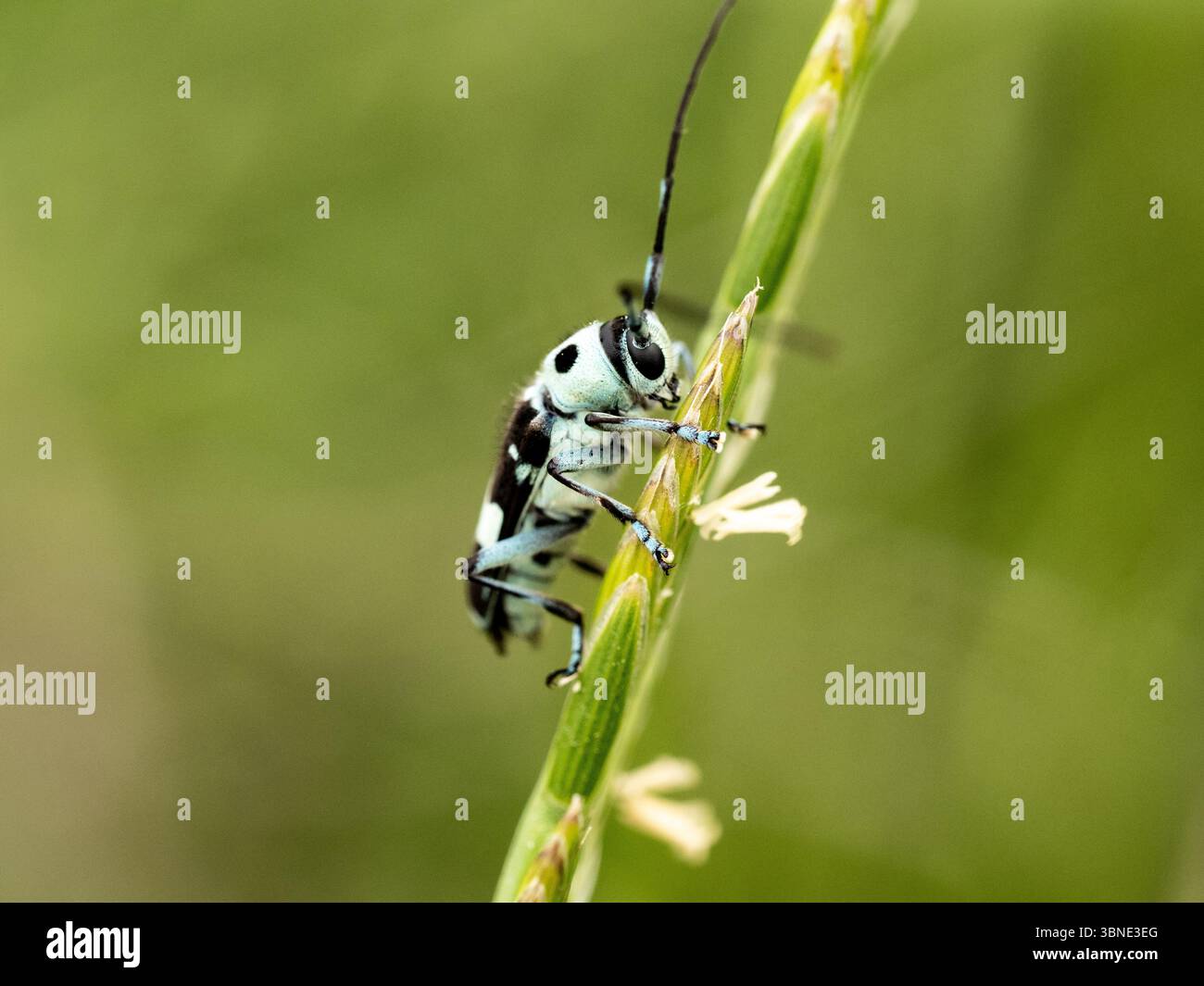 An invasive speckled long-horned beetle, Paraglenea fortunei, rests on ...