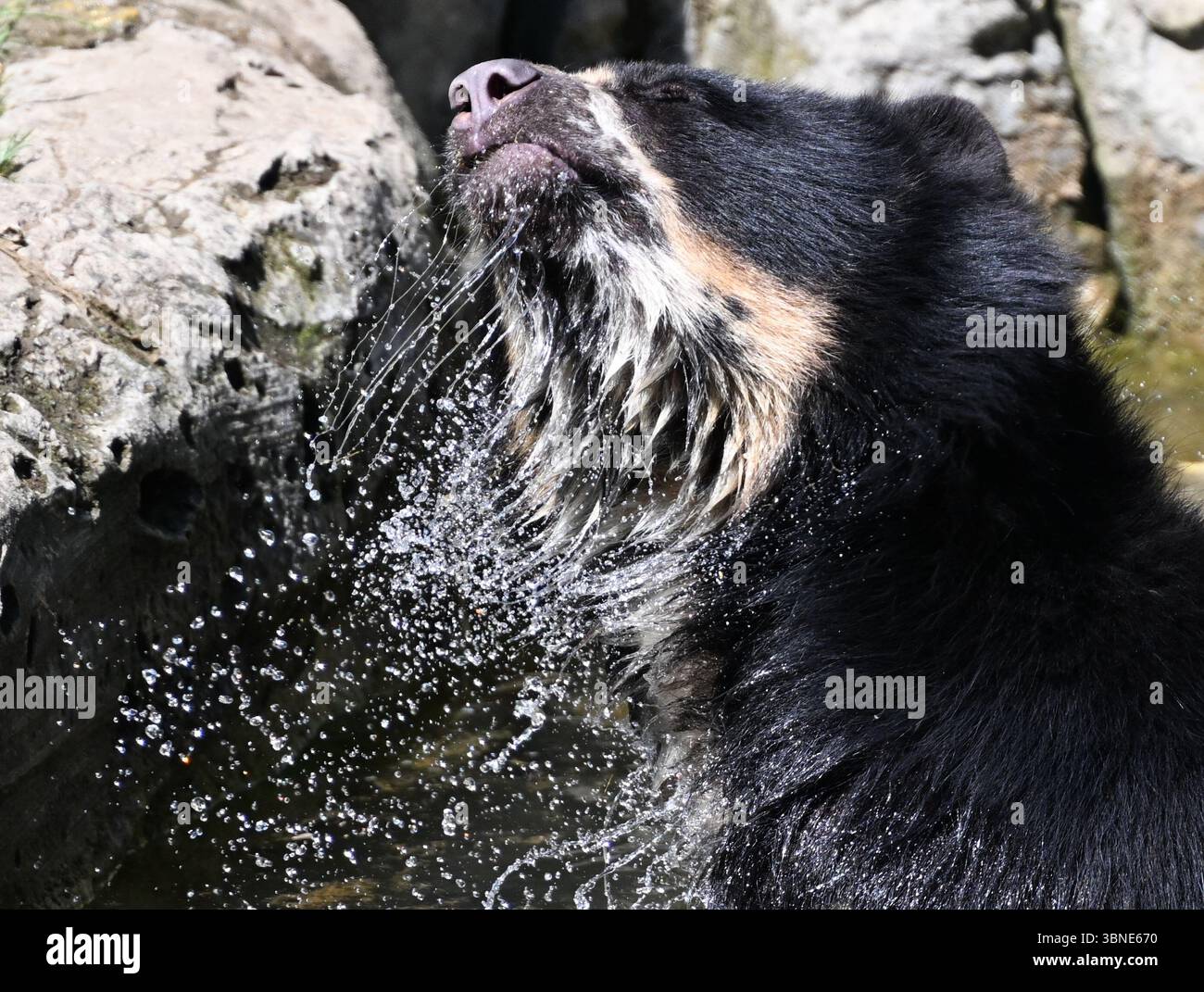 02 July 2025, Hesse, Frankfurt/Main: A spectacled bear shakes the water ...